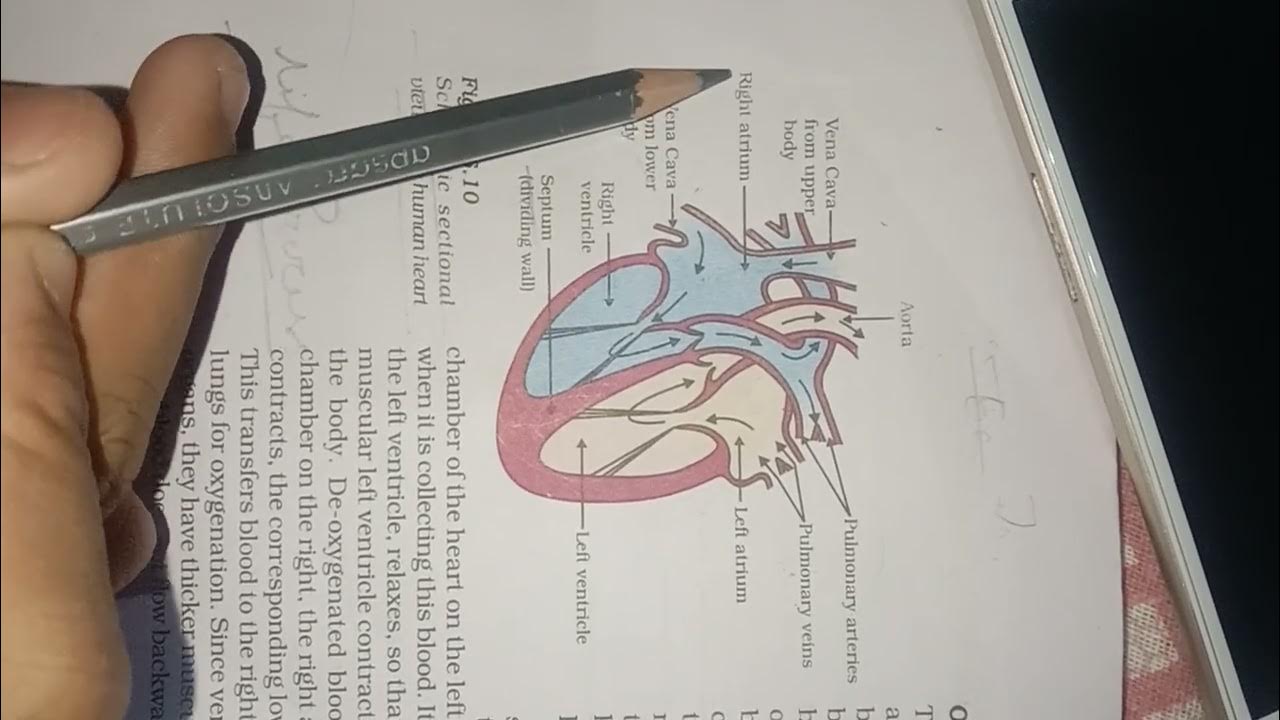 Functioning Of Heart Class 10th NCERT chapter Life Process YouTube functioning-of-heart-class-10th-ncert-chapter-life-process-youtube