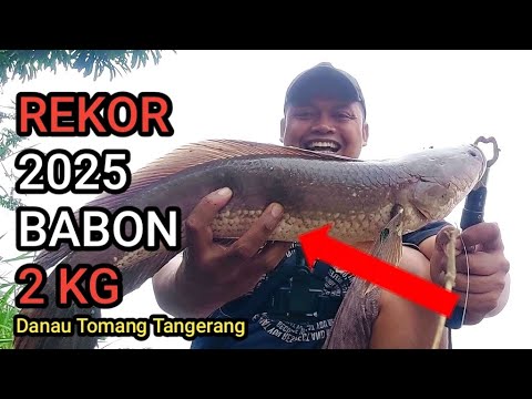 STRIKE ! BABON GABUS BESAR DANAU TOMANG | Zacky Angler #fishing # ...