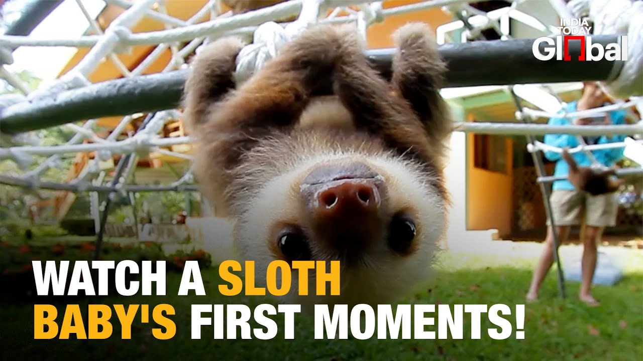 WATCH: Baby Sloth Born At Minnesota Zoo In Front Of Visitors! | India ...