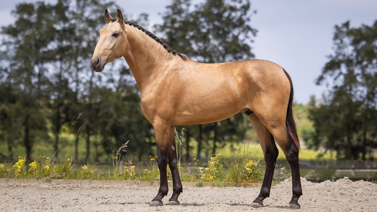 Horse for Sale | Golden Baroque Type Lusitano Stallion (REF#918) - YouTube