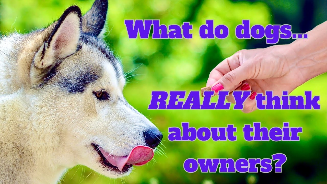 What Dogs Really Think About Their Owners - YouTube