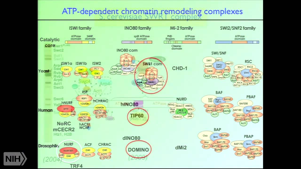 Chromatin Structure and the Control of Gene Expression - YouTube