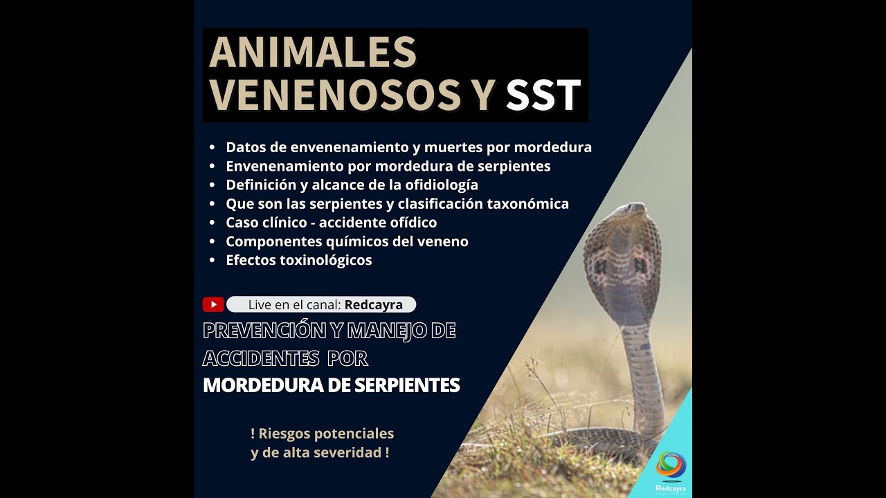 Efectos Del Veneno De La Cobra Real Descubrieron En La India Una Nueva