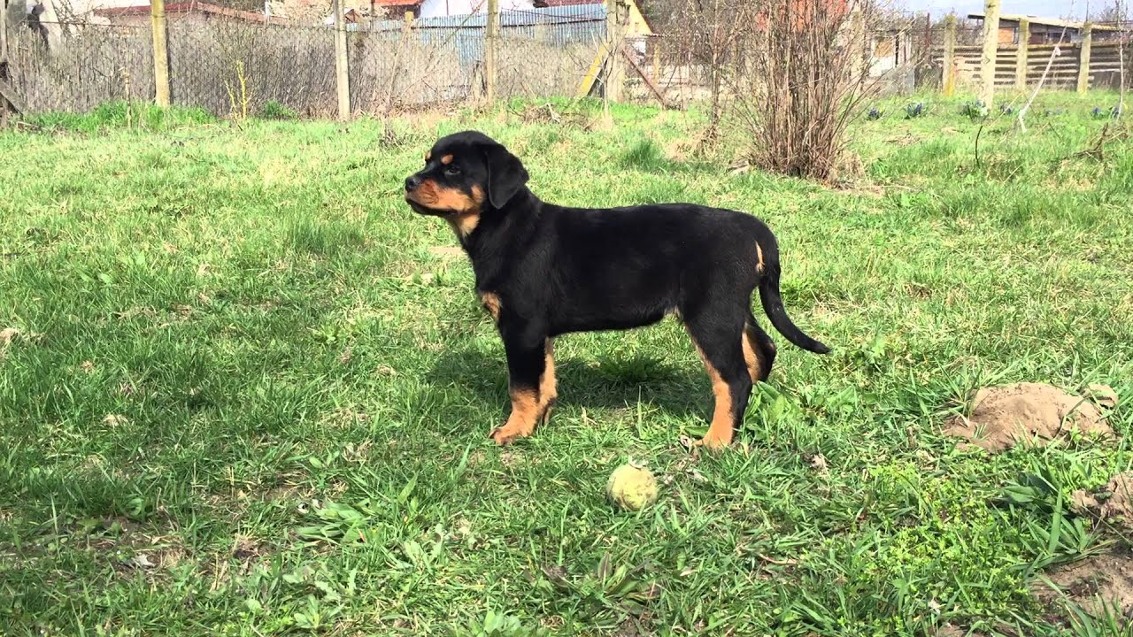 Napoleon - 11 week old Rottweiler Puppy for sale - YouTube
