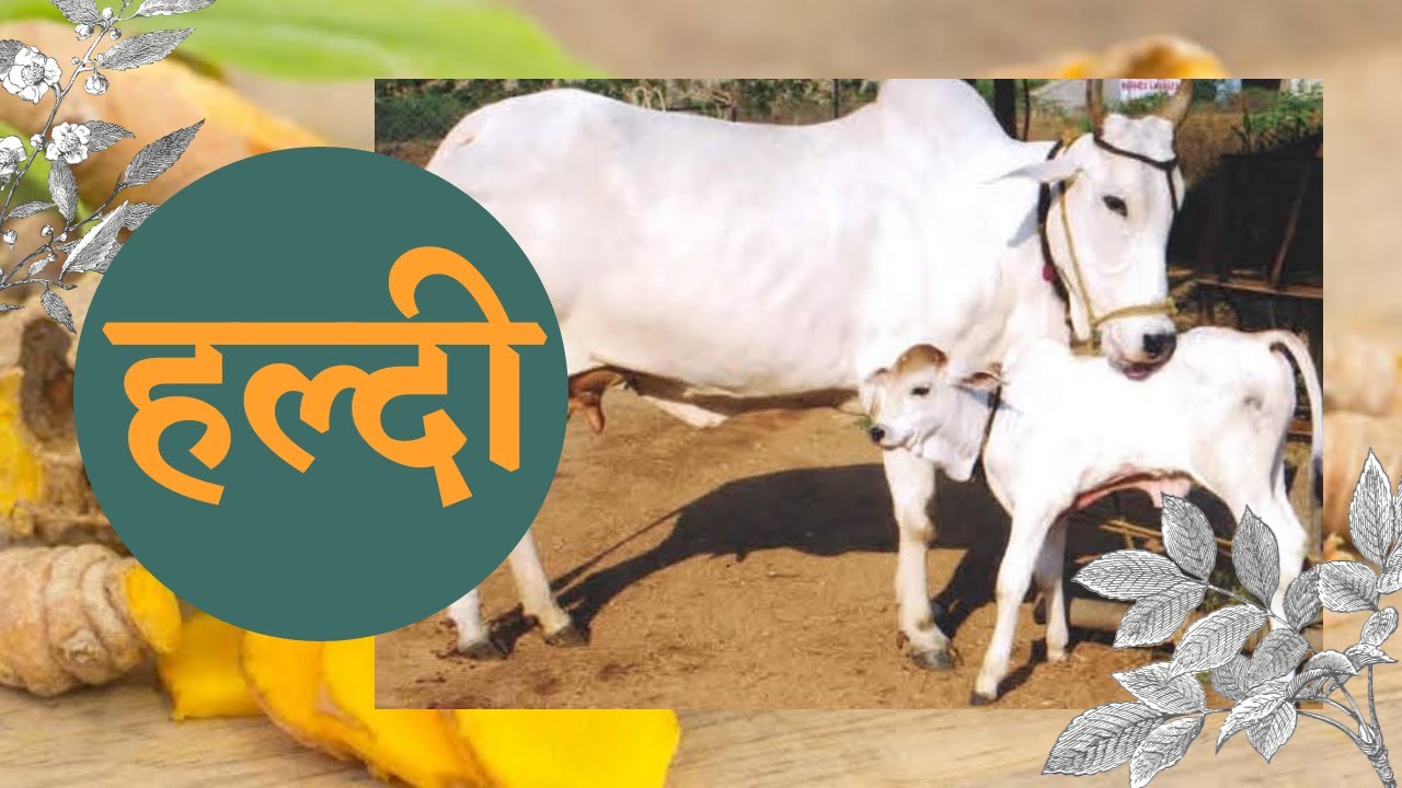 Benefits of Haldi | पशुपालन में हल्दी के फायदे | Benefits of haldi for ...