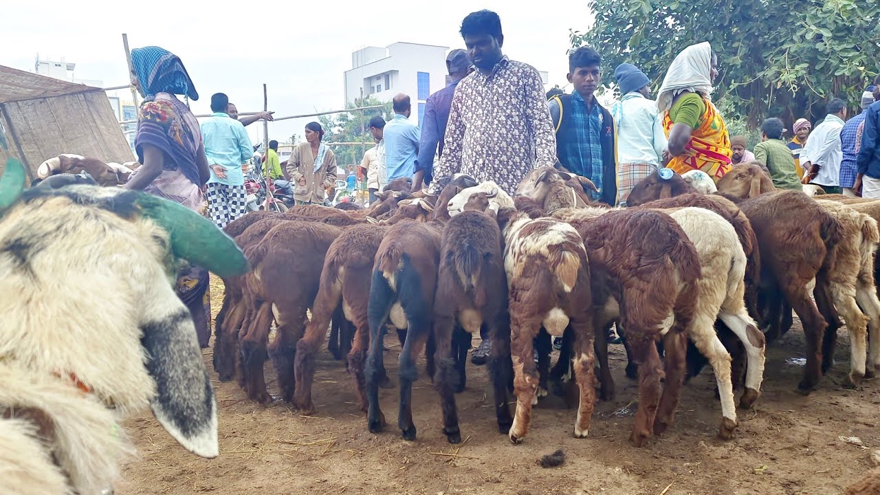 పెబ్బేరు సంతలో పెద్ద సైజు పొట్టేళ్ల రేట్లు-pebbair sheep market-sheep ...
