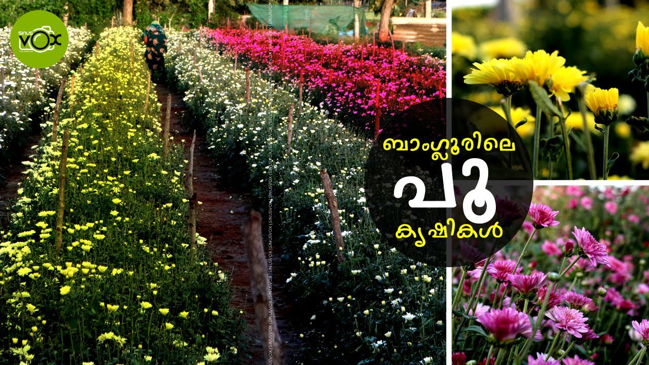 Shevanti Flower Farming | Bengaluru Flower Farm Tour | Flower Harvest ...
