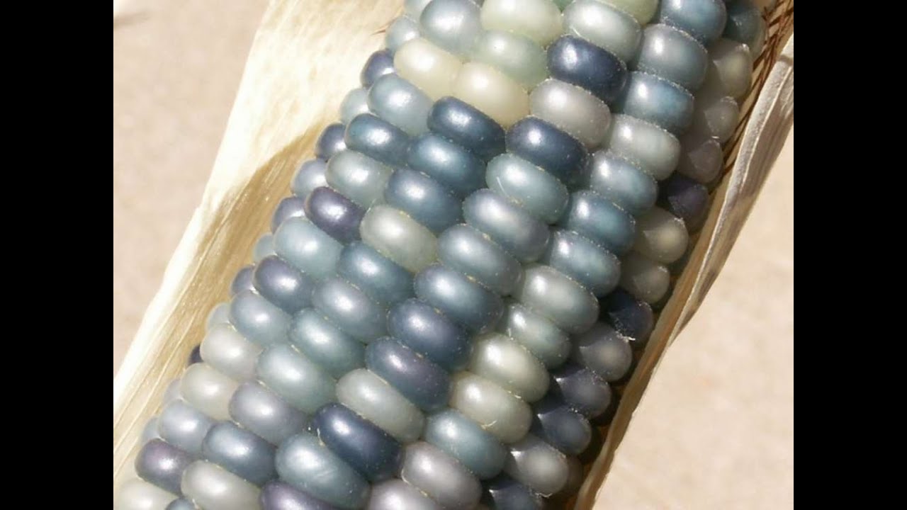 This Multi-Colored Corn Is Real And There Is A Fantastic Story Behind ...