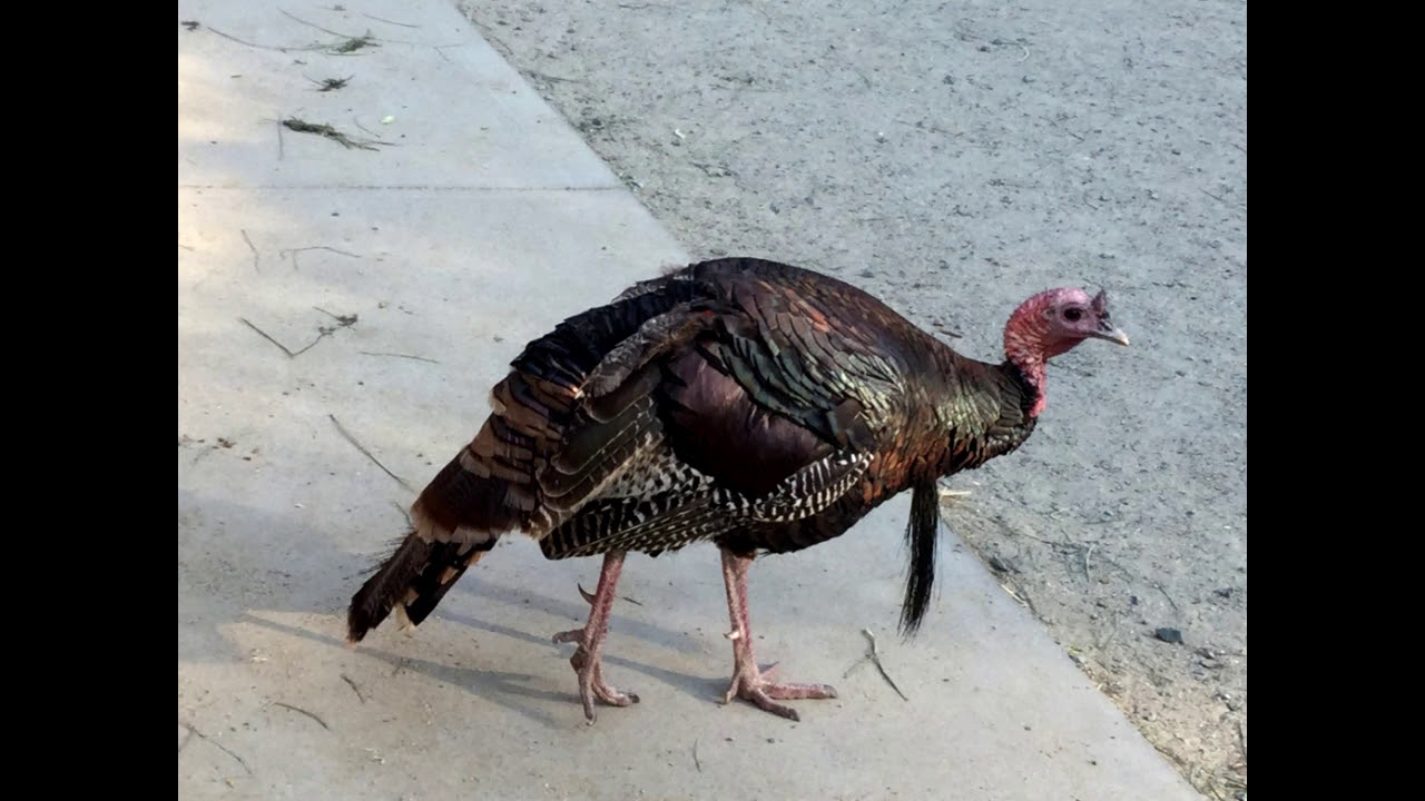 Colon Cowboy Turkey in the Straw - YouTube