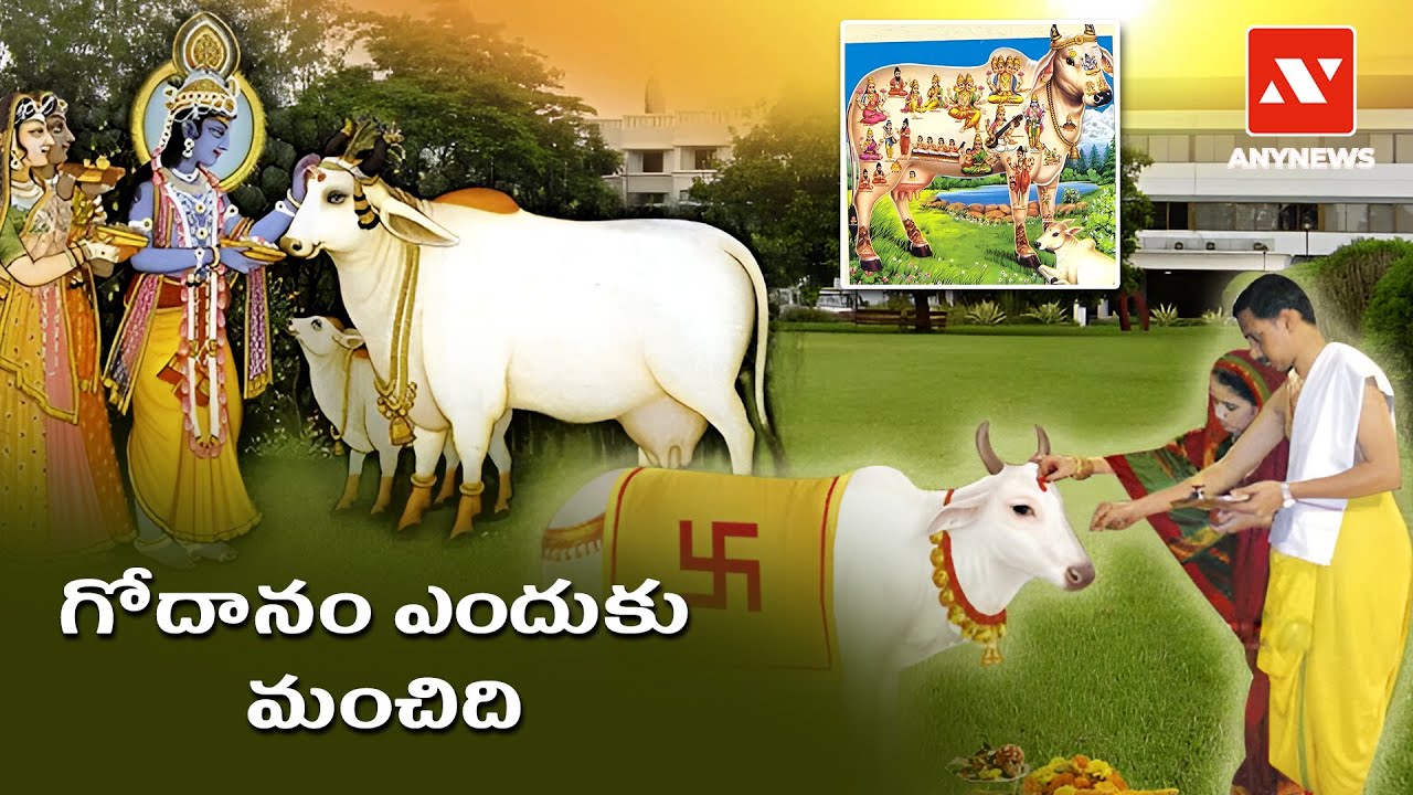 గోదానం ఎందుకు మంచిది | Use Of Go dhanam | Interesting Facts || Any News ...