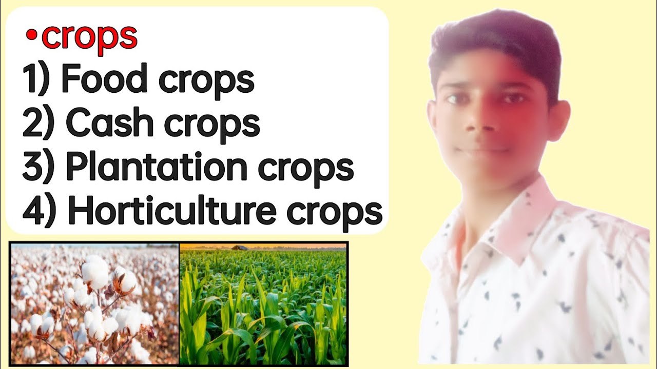 Crops & Food Crops, Cash Crops, Plantation Crops And Horticulture Crops ...