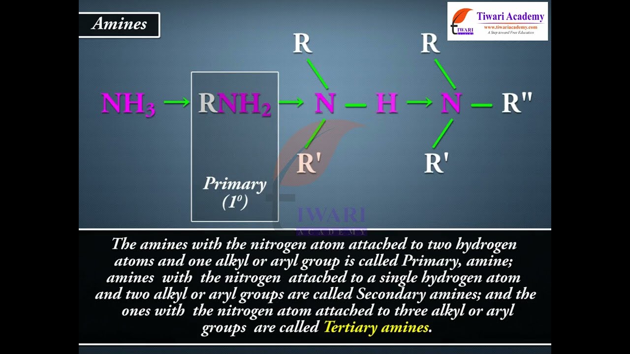 Class 12 Chemistry Classification of Amines in Chapter 13 Amines - YouTube