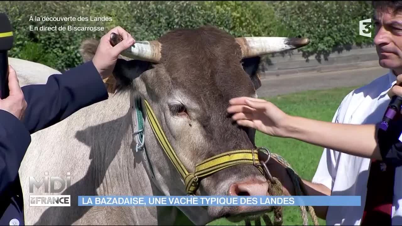 La Bazadaise, une vache typique des Landes - YouTube