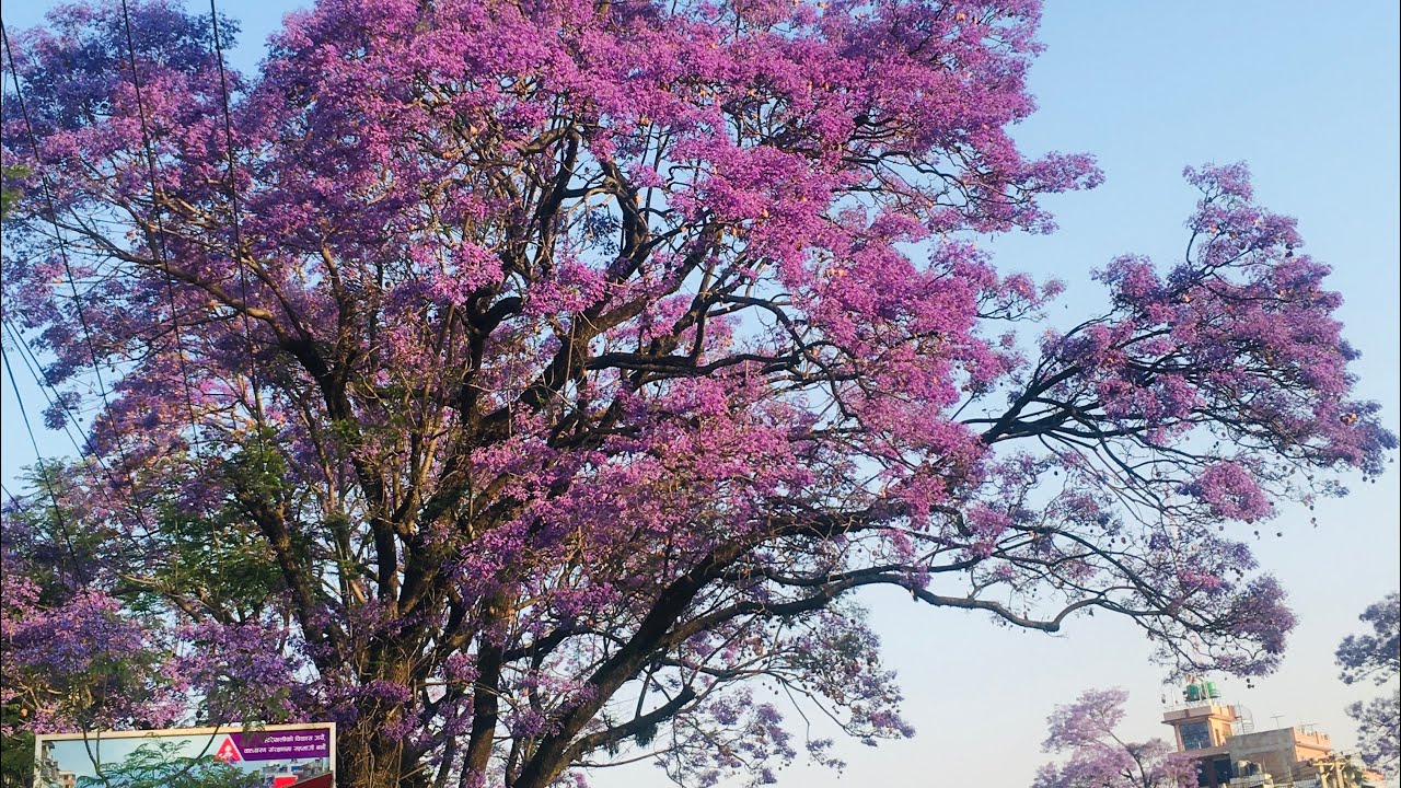 Blossoming of Jacaranda 💜🍀/ Yogesh Rai/ Nature - YouTube