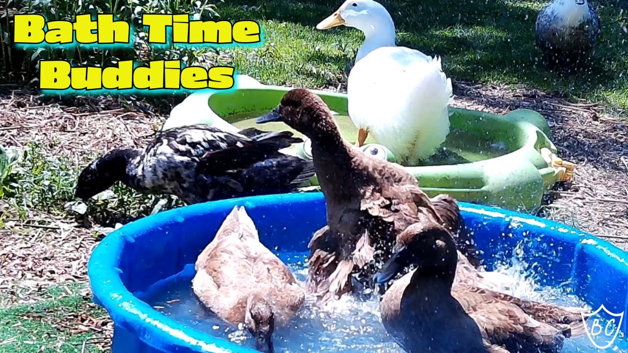 Playful Ducks Splashing and Preening in Water Pools (Duck Fun Time ...
