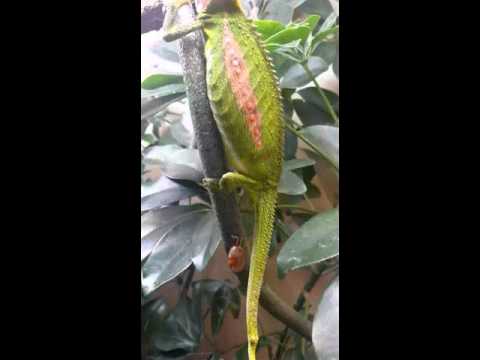 Chameleon giving Birth - YouTube