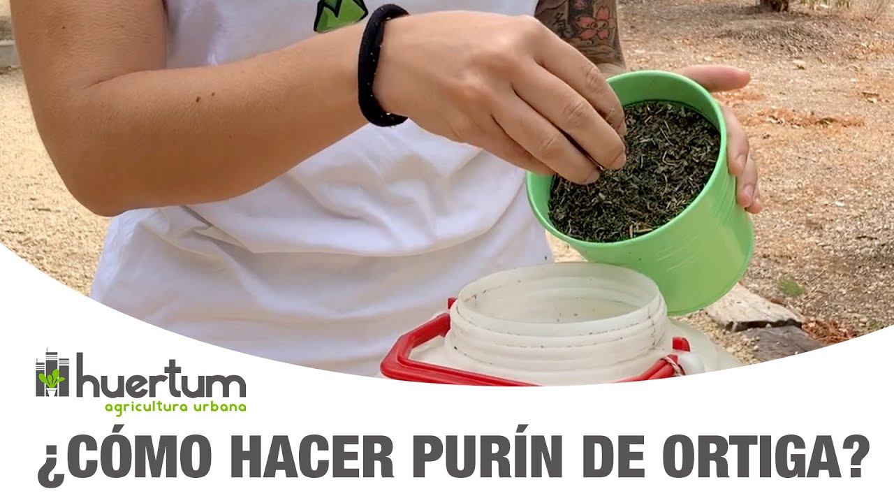 ¿Cómo hacer Purín de ortiga? (huerto urbano) - huertum - YouTube