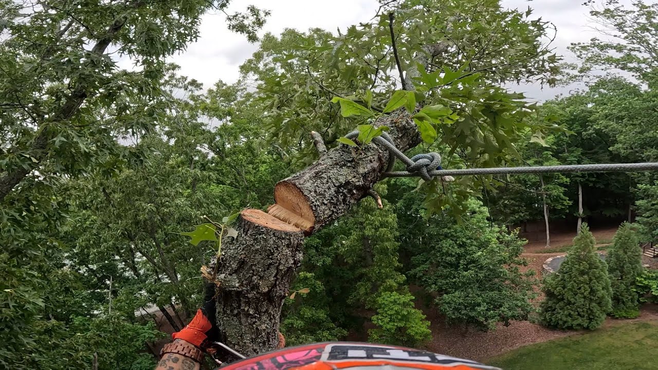 Rigging Down This Oak Tree Removal - YouTube