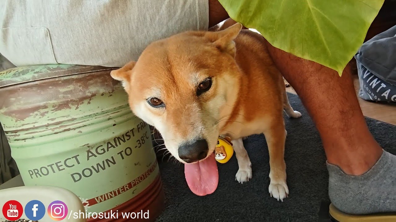 Shiro & Raya mated again - for the second time - YouTube