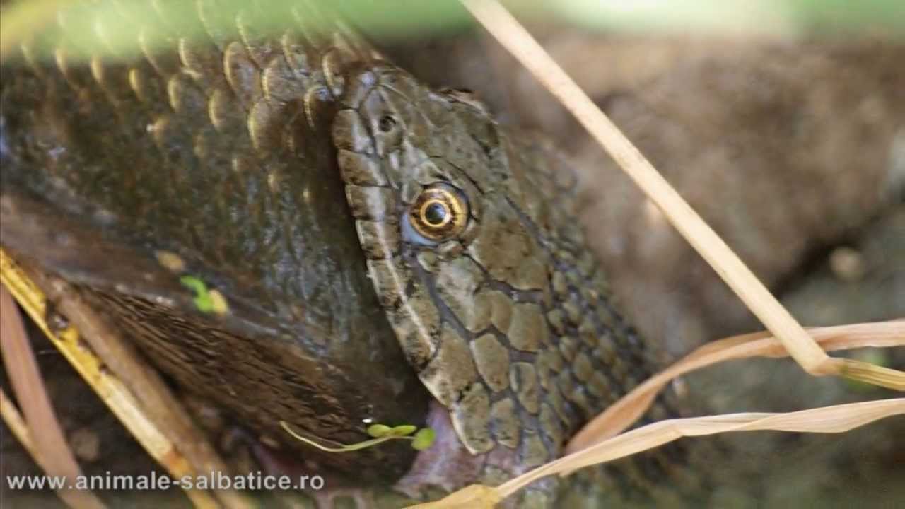 Un sarpe se chinuie sa inghita un peste imens - YouTube