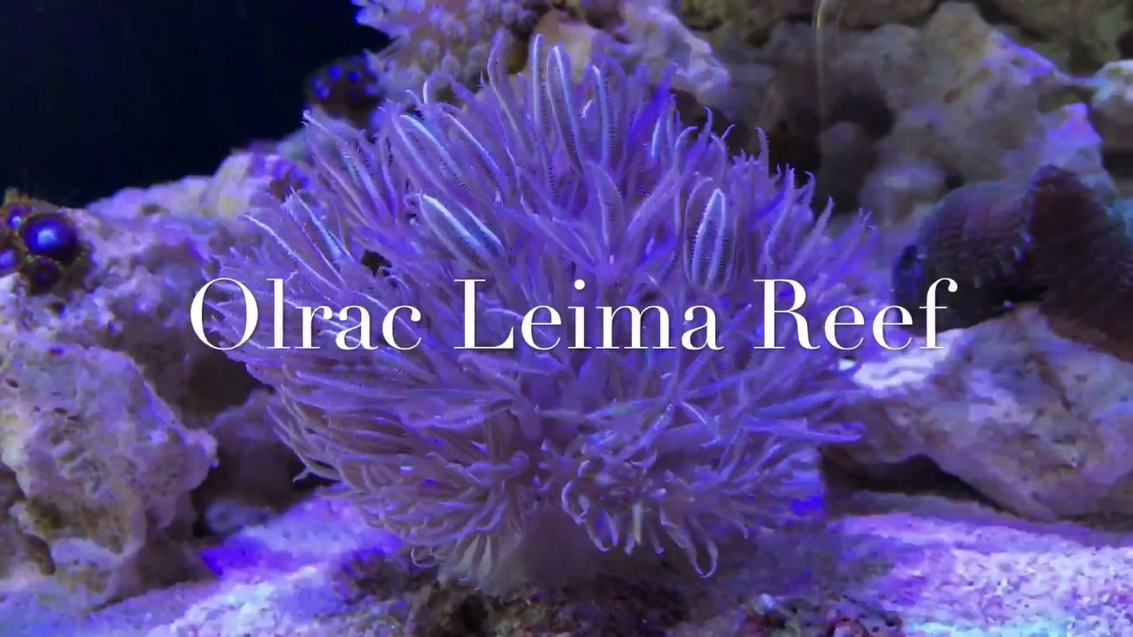 Reef tank Aqua One Mini Reef 120 overview - YouTube