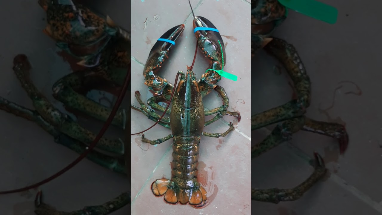 Alaska Lobster - Tôm hùm Alaska - YouTube