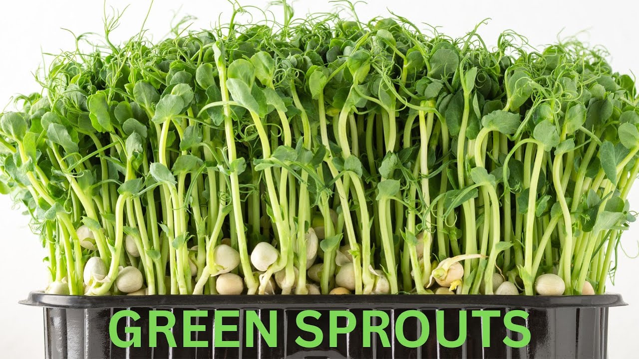 From Seeds to Superfood: The Power of Growing Green Sprouts Revealed ...