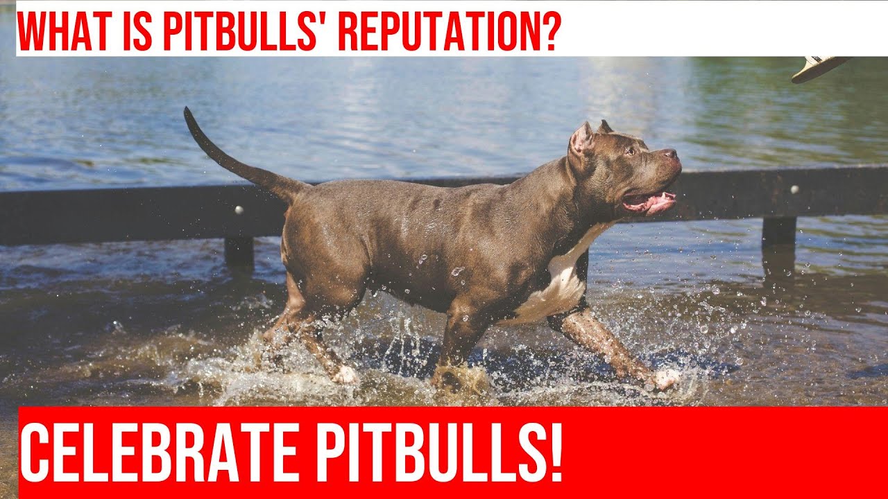 The History of Pitbulls in Dogfighting: Uncovering the Truth - YouTube
