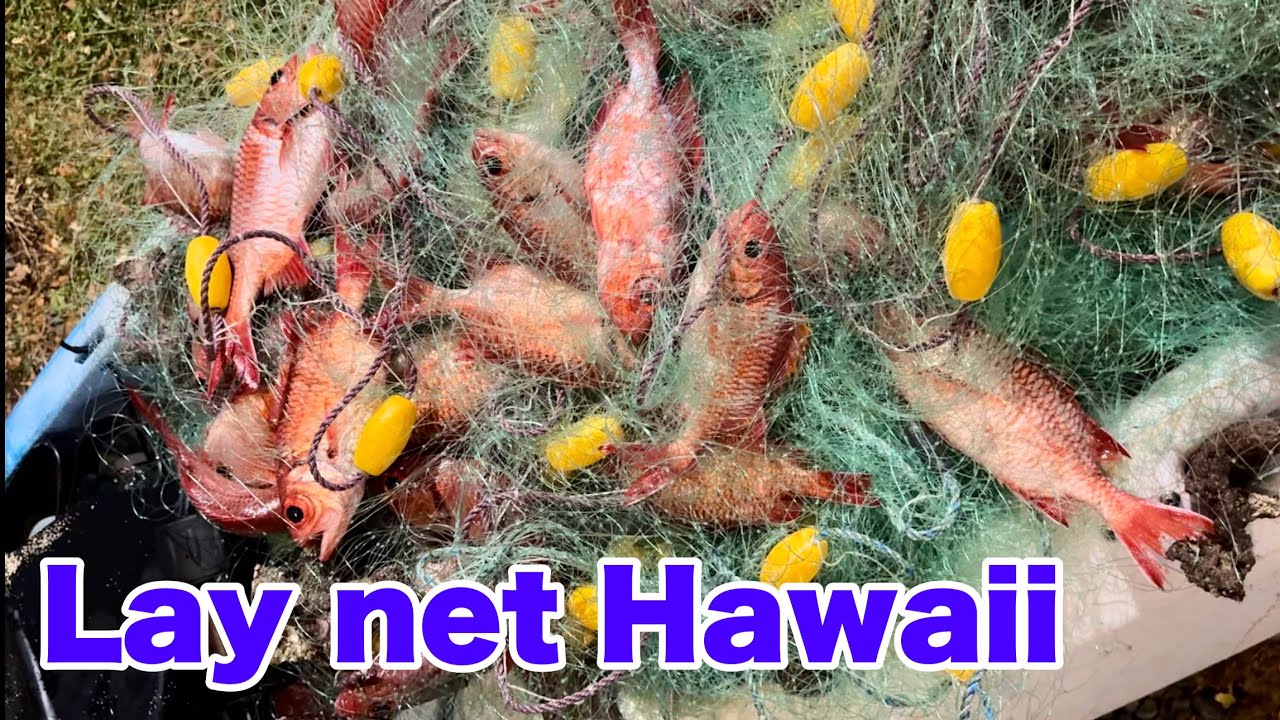Lay net Hawaii 釣った魚をお誕生日会で振舞おう😆🎶 - YouTube