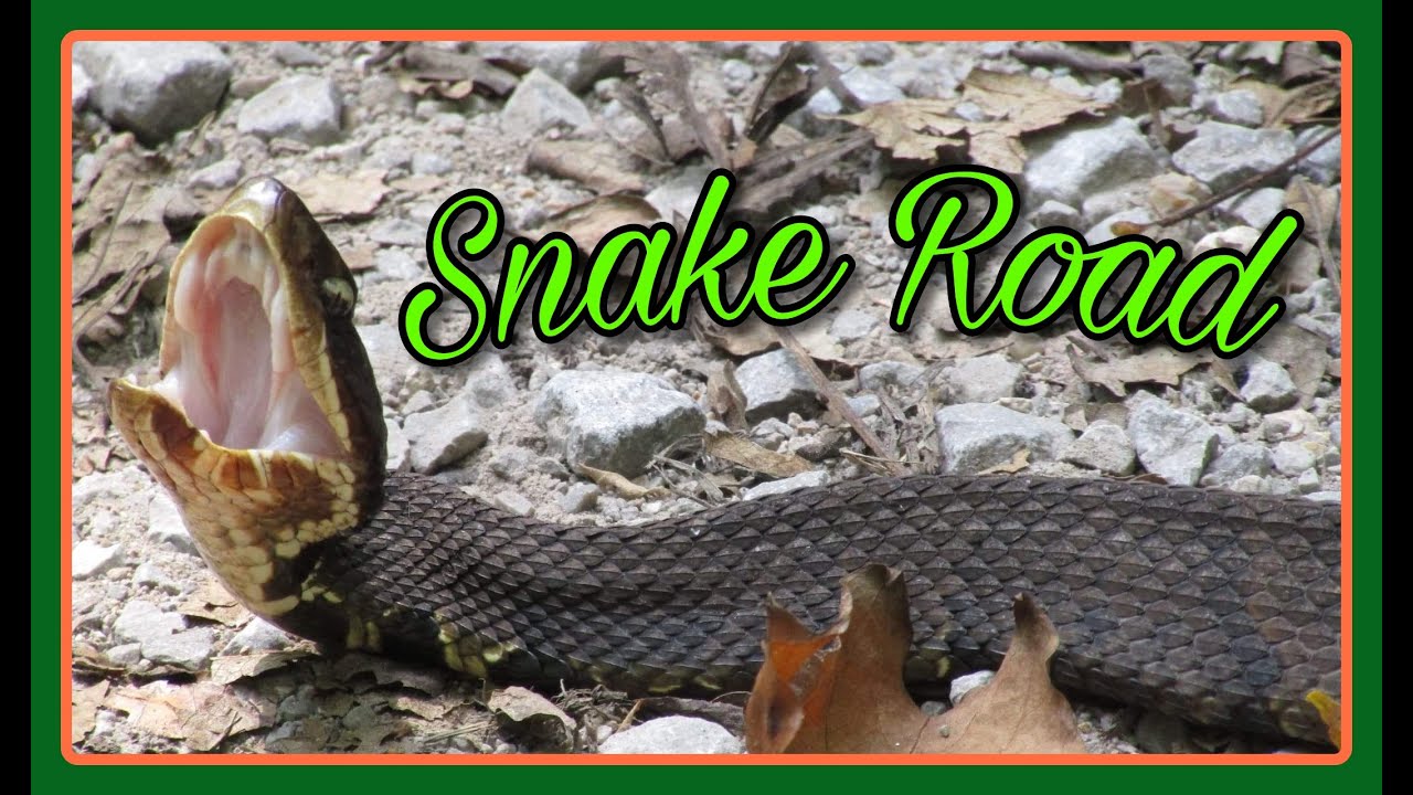 Snake Road Migration | Shawnee National Forest - YouTube