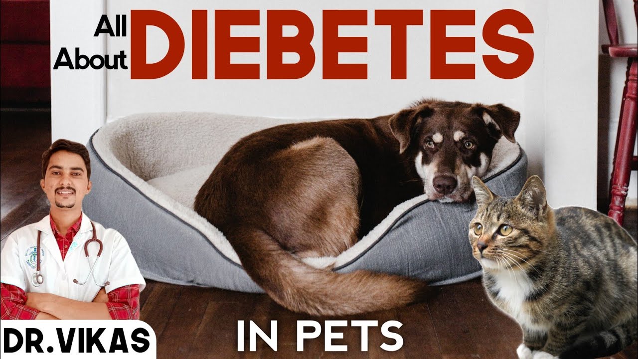 Diabetes in Dogs|| Management of Diabetic Pets at Home|| - YouTube