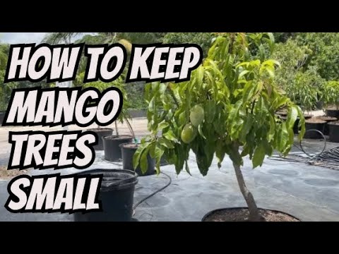 New Zill Dwarfing Rootstock For Mango Trees - YouTube