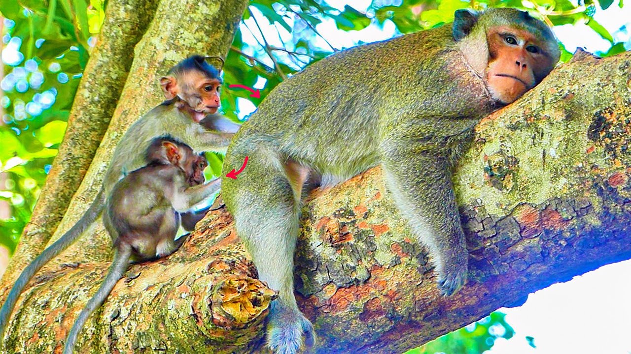 Two Little Monkeys Grooming For Big Monkey On The Tree. - YouTube