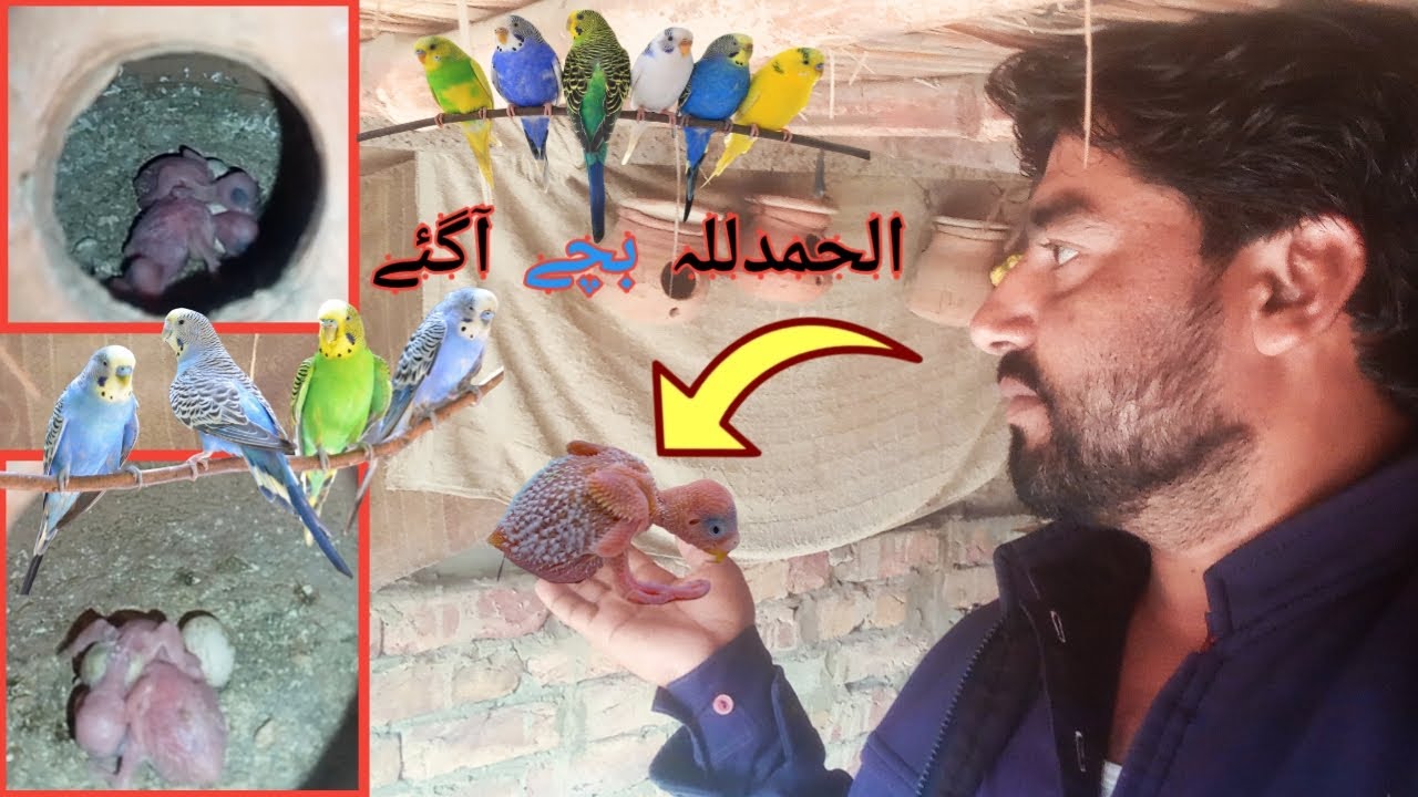 Alhamdulillah My Budgies Hatching meny Chicks in Colony | humare ...