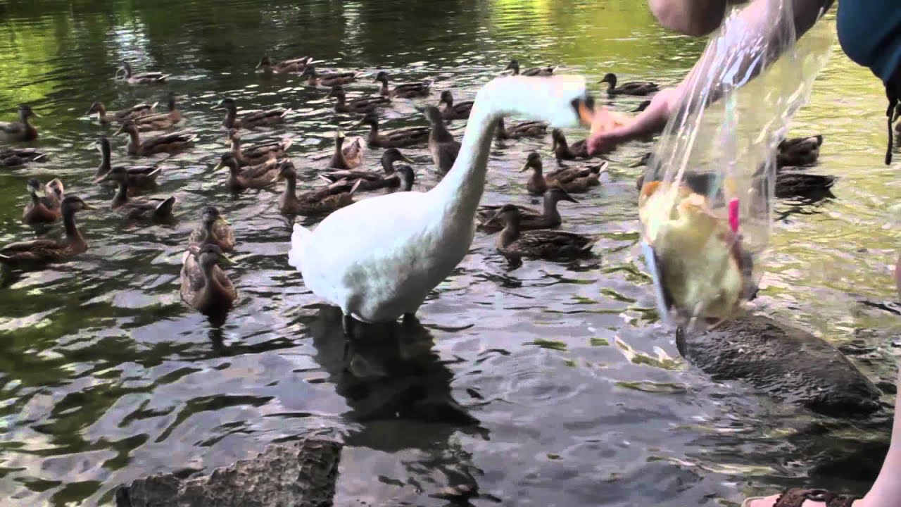 Royal swan likes fingers - YouTube