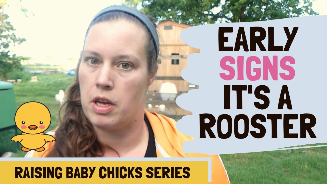 Rooster Or Hen? Early Signs It's A Rooster - YouTube