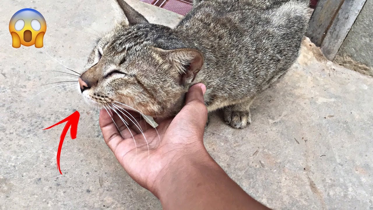 Animal cat | Cat amazing cat so cute and smart Wow omg | Cat pich - YouTube