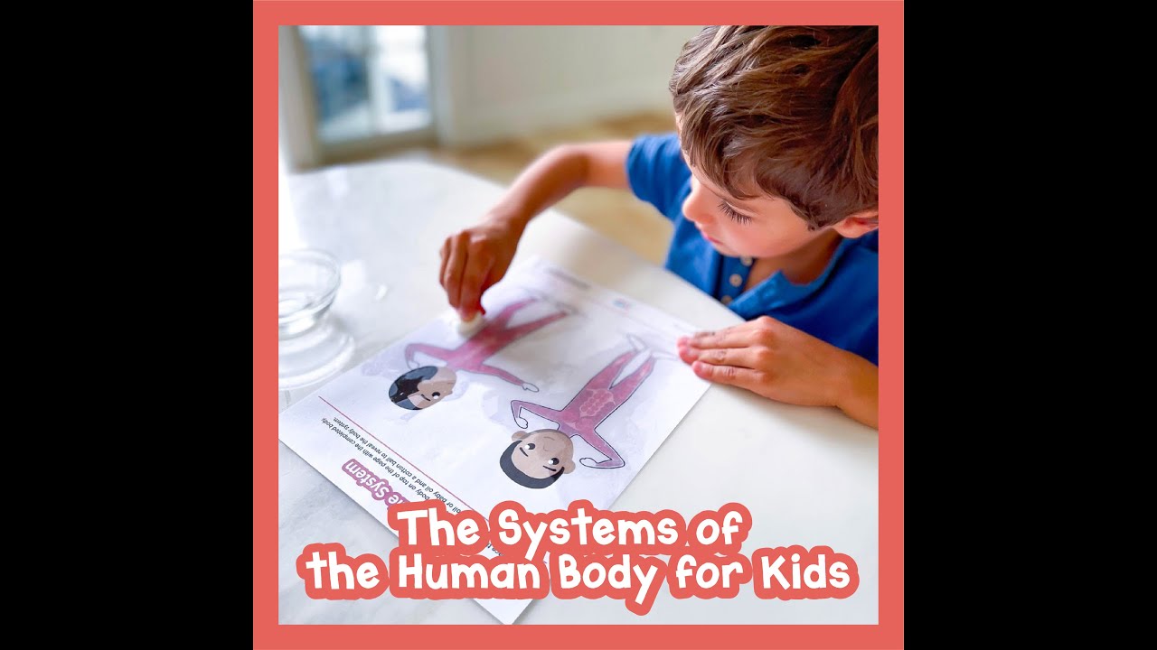 Human Body Systems for Kids - YouTube