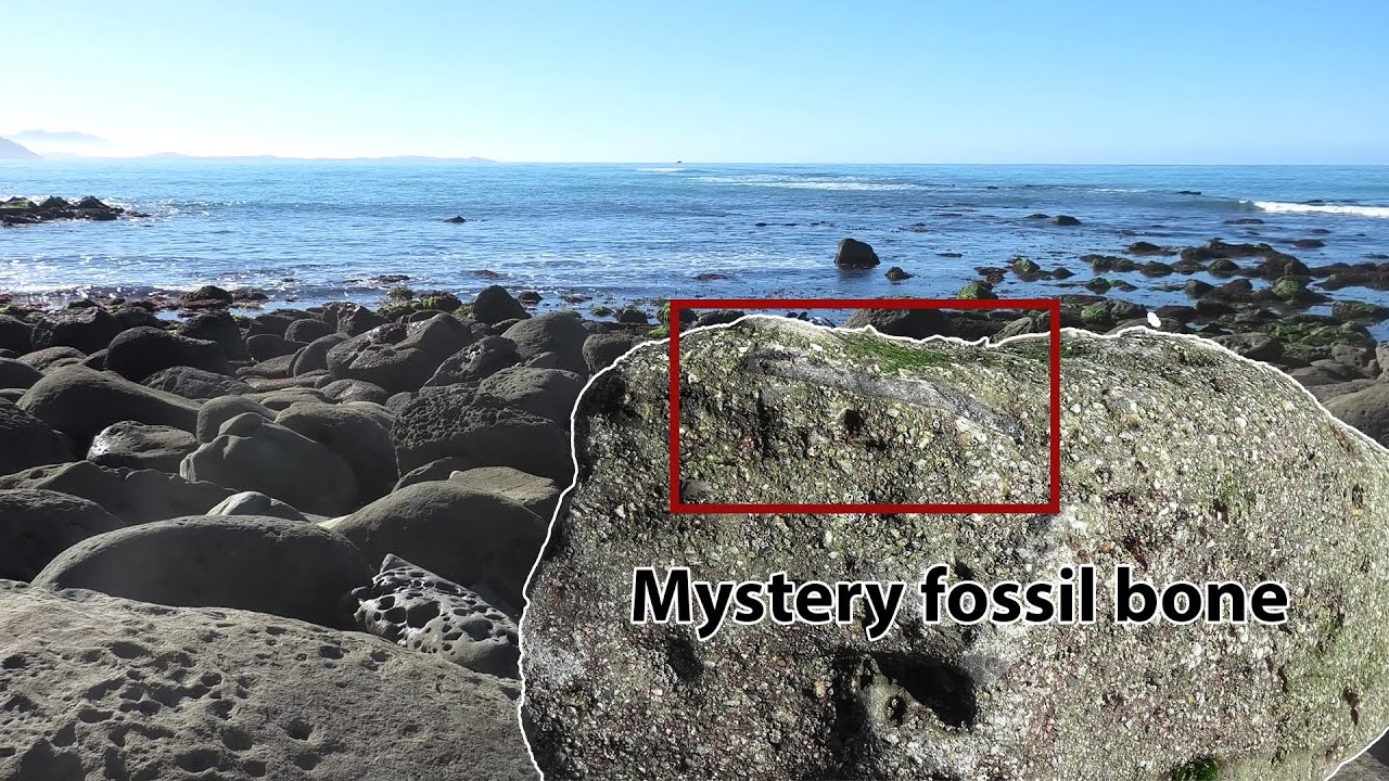 Mystery bone! Finding dinosaur aged fossils on a remote beach in New ...