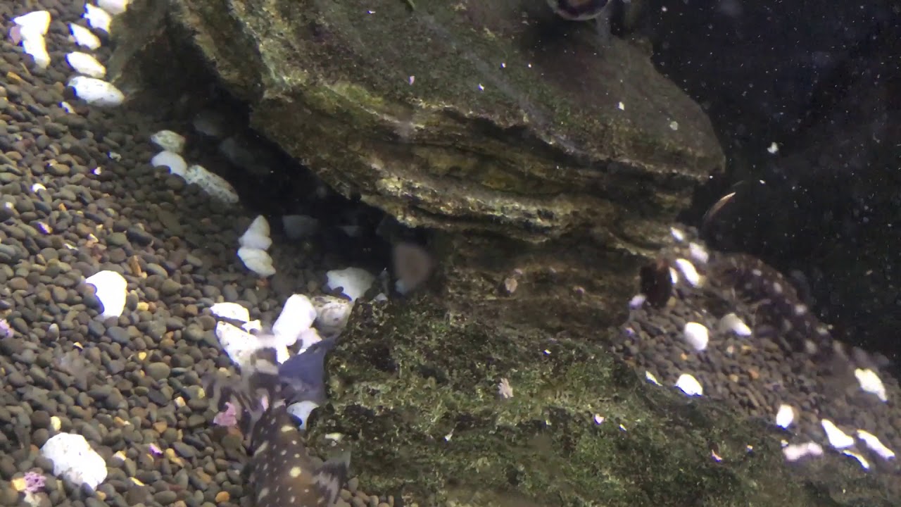 Red fin loach - YouTube