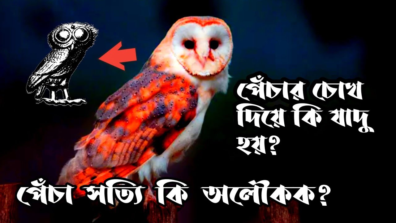 পেঁচা দিয়ে কি কি করা যায় আপনি আশ্চর্জ হয়ে করার ইচ্ছা করবে #pecha # ...