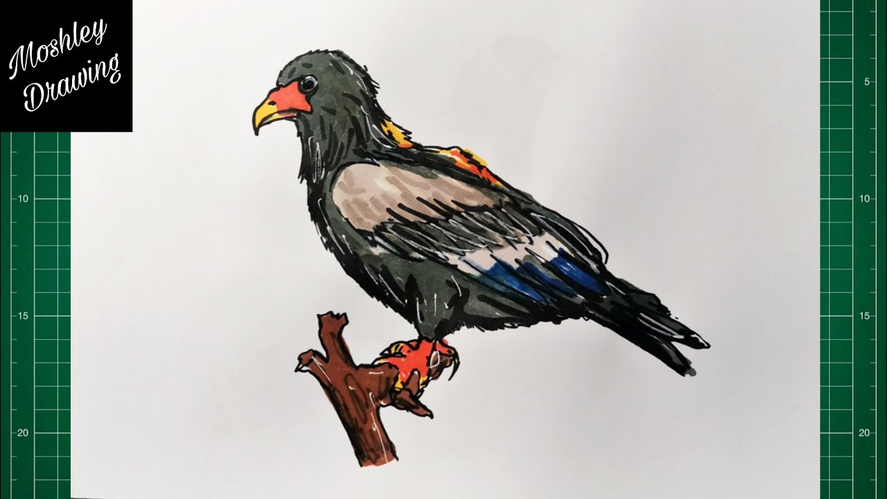 How to Draw a Bateleur Eagle - YouTube