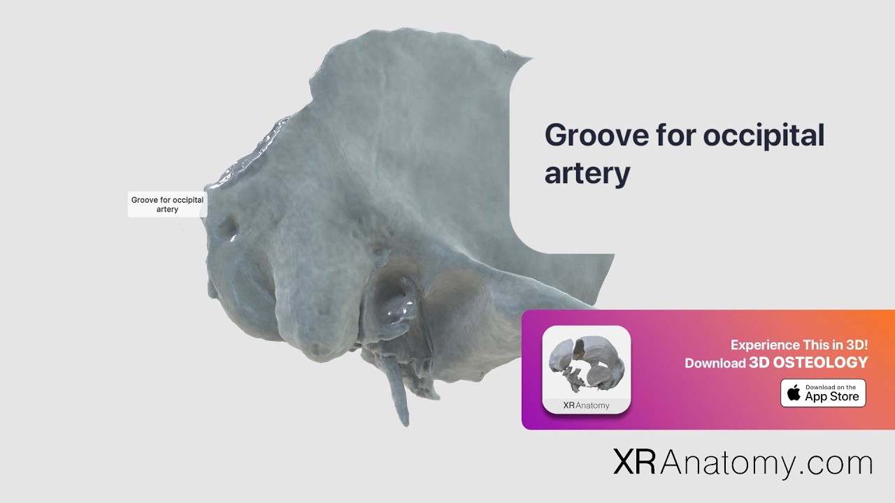 Temporal Bone Groove for occipital artery - YouTube