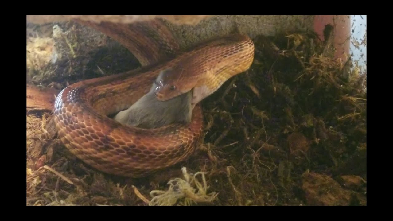 Corn snake eats a mouse sandwich... - YouTube