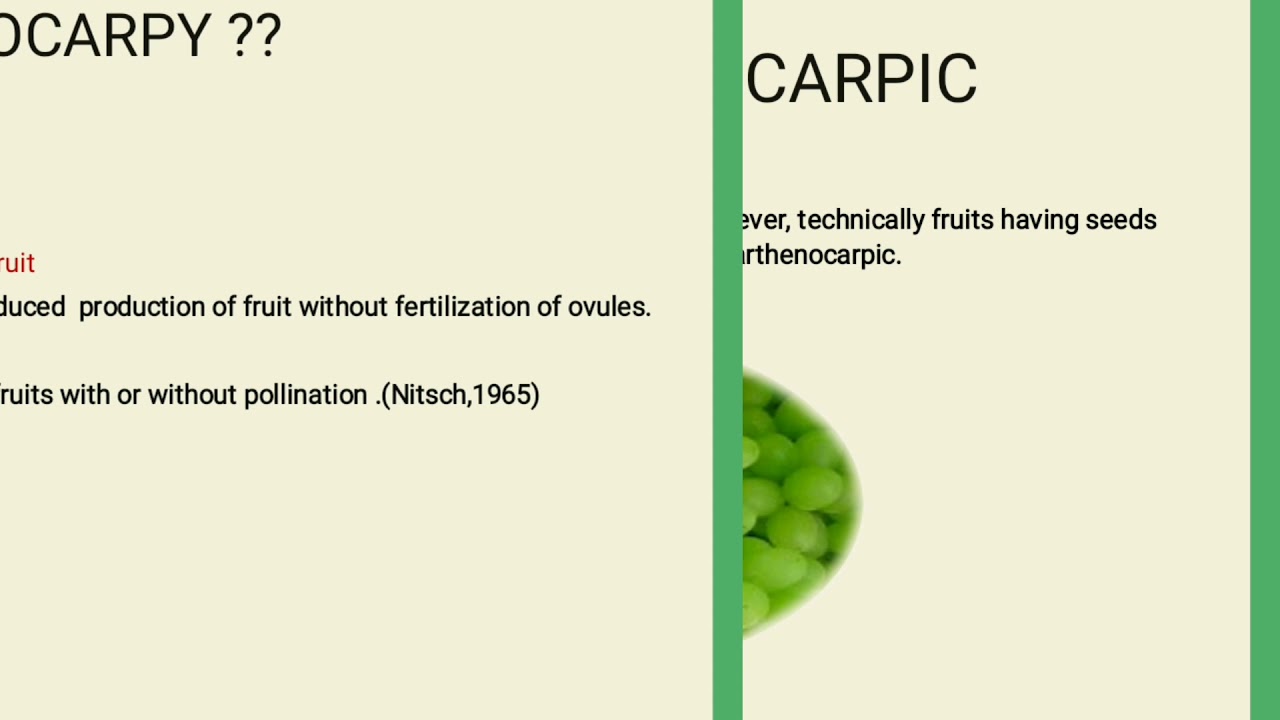 What is Parthenocarpic fruits?//scientific zone 🙏. - YouTube