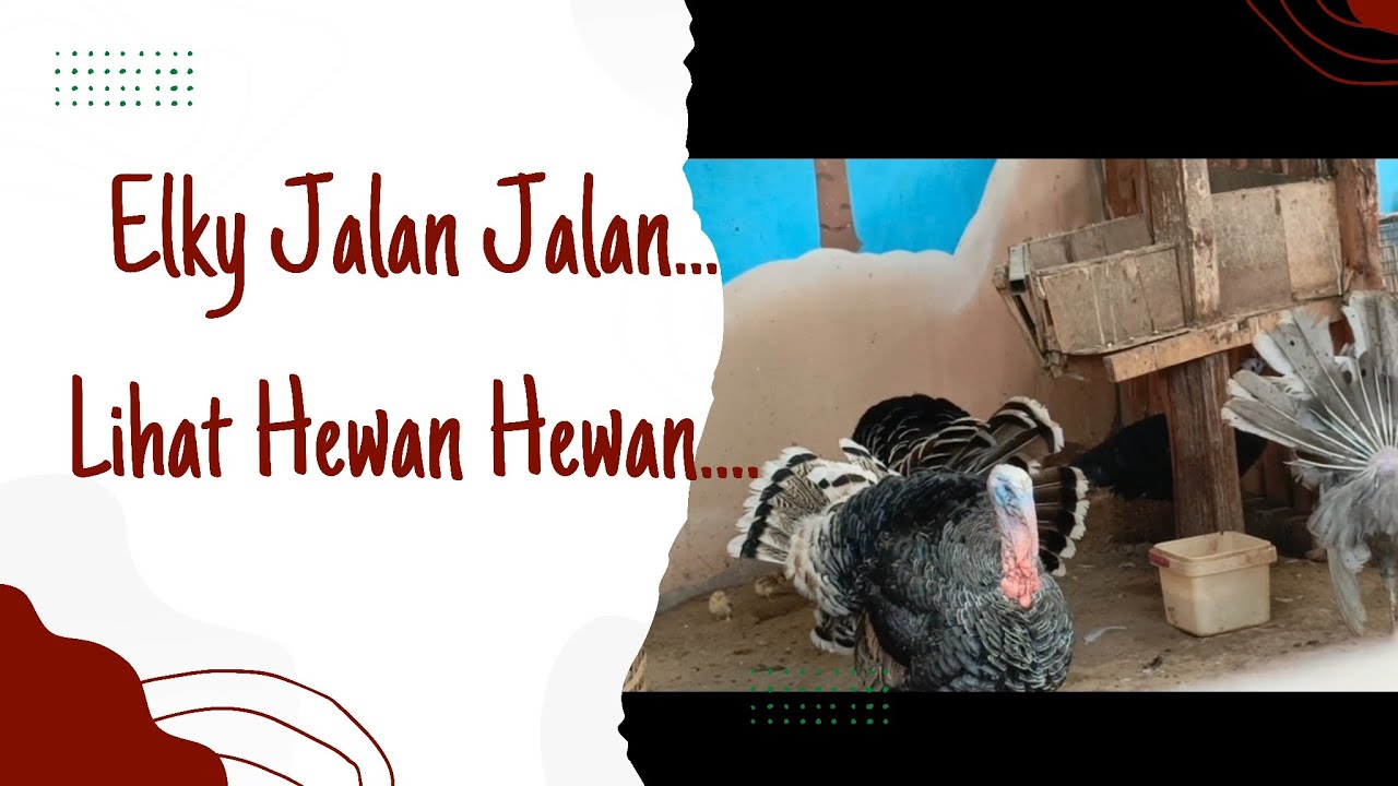 Jalan Jalan Lihat Hewan dan Berenang || Laris Zoo - YouTube