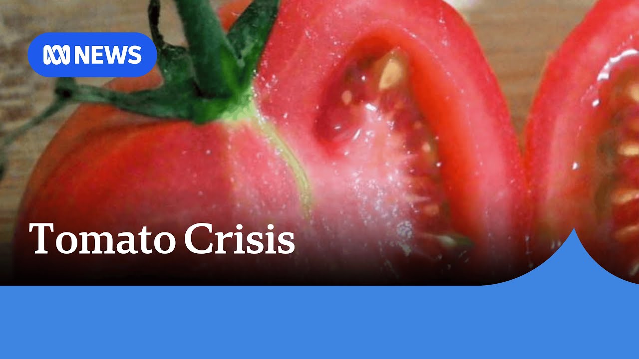 Tomato virus outbreak leads to supply chain disruptions, prompts price ...