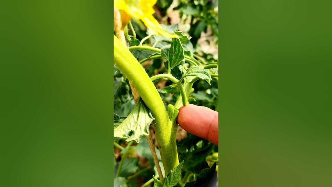 УДАЛЯЙТЕ БЕЗЖАЛОСТНО ЭТО НА ТОМАТАХ И БУДЕТ МНОГО КРУПНЫХ ПОМИДОРОВ ...
