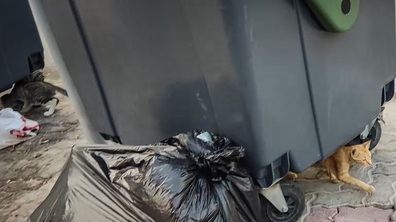 poor cats eating from the trash! - YouTube