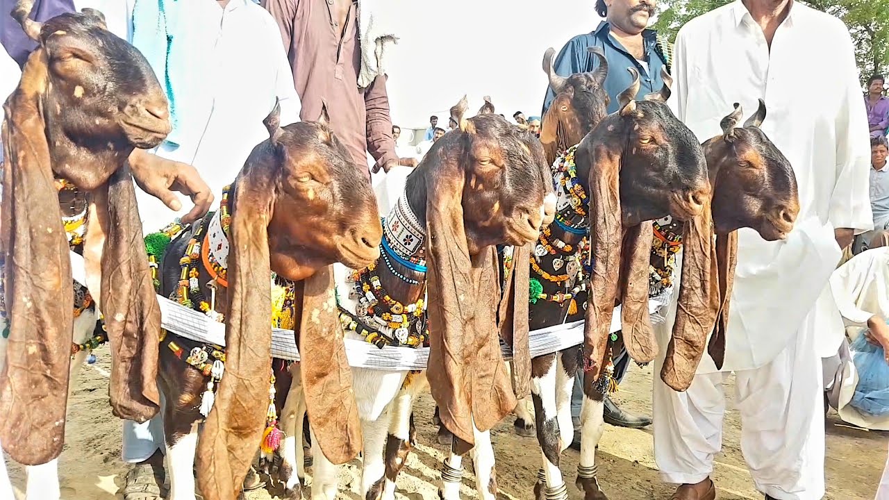 World Champion Pateri Goat Breed Show | Complete Documentary - YouTube
